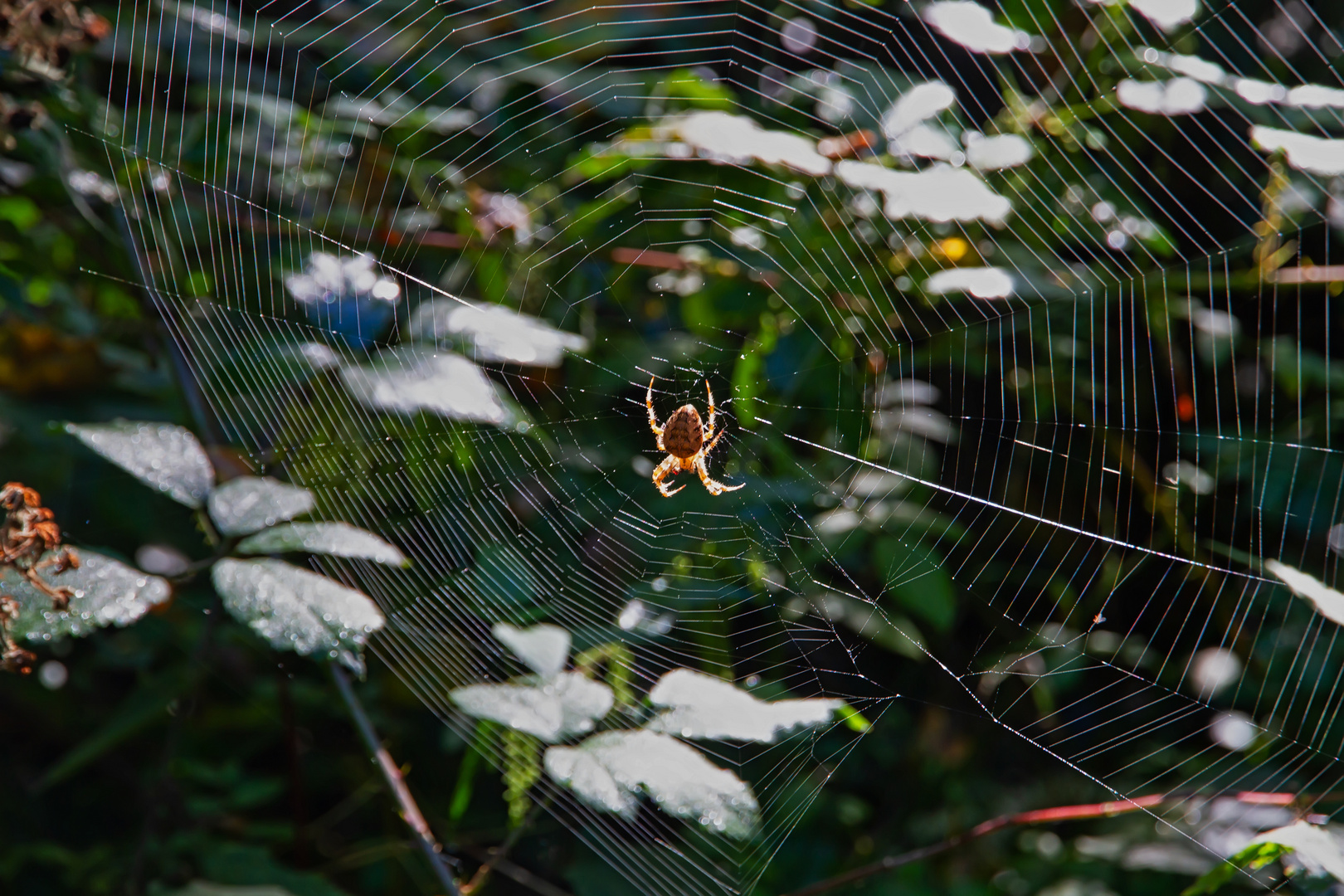 Spinne im Netz Foto & Bild | tiere, natur, netz Bilder auf fotocommunity