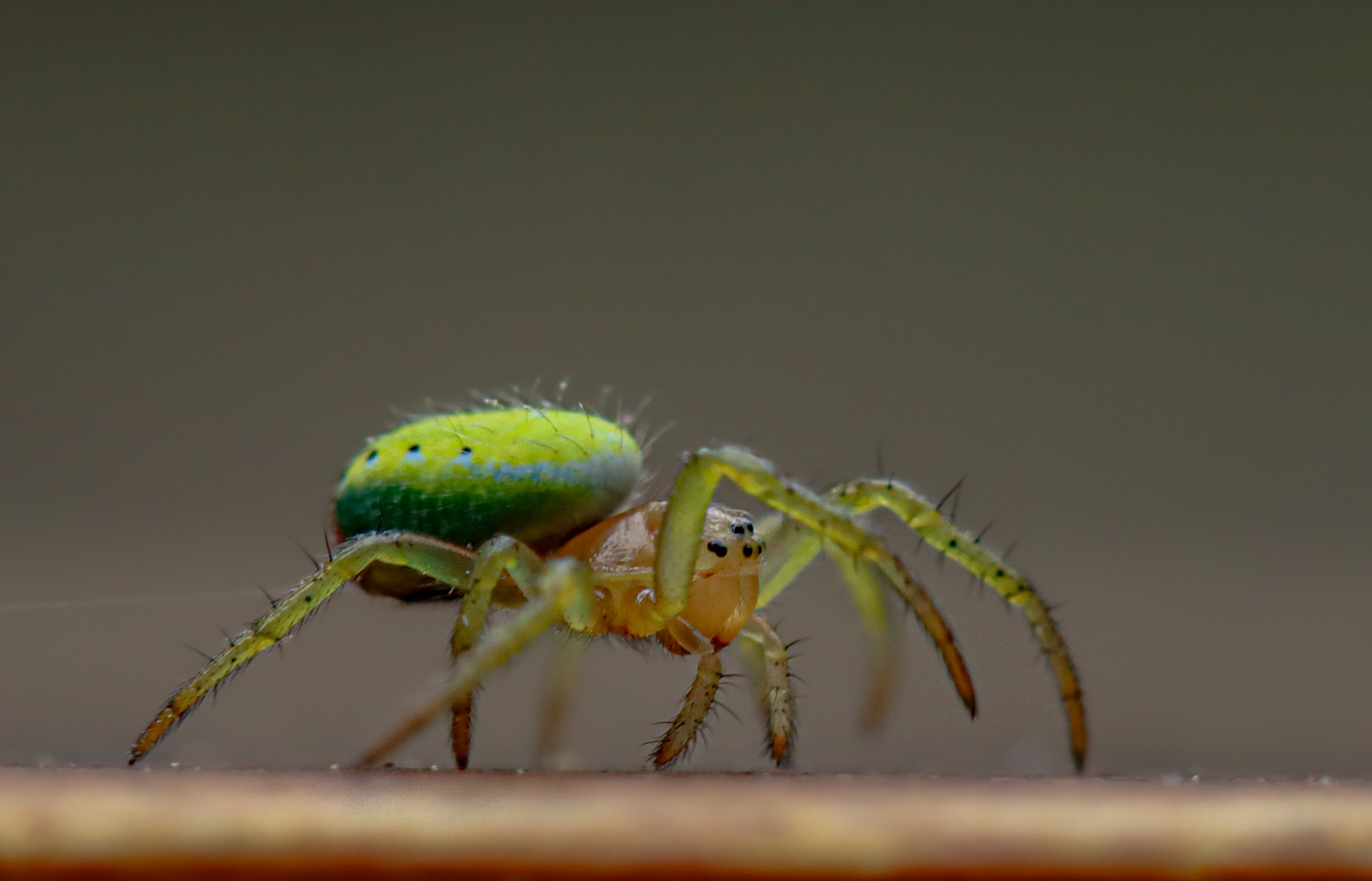 Spinne in grün Foto & Bild | tiere, wildlife, spinnen Bilder auf ...