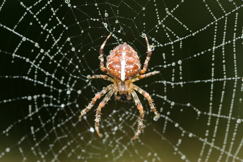 Spinne mit Netz Foto & Bild | tiere, wildlife, spinnen Bilder auf ...