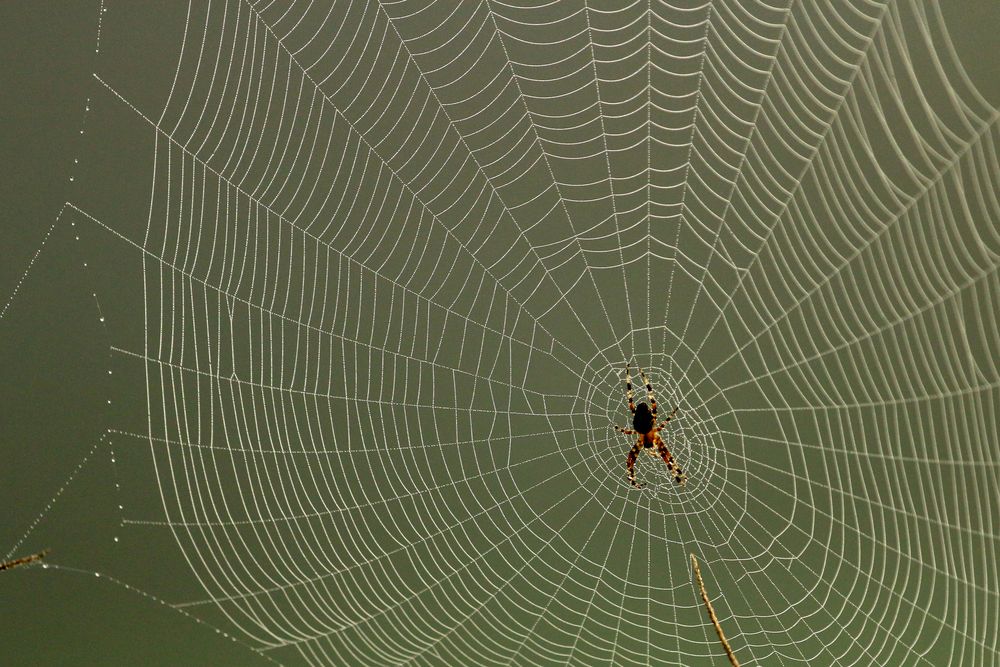 Spinne mit Netz Foto & Bild | tiere, wildlife, spinnen Bilder auf ...