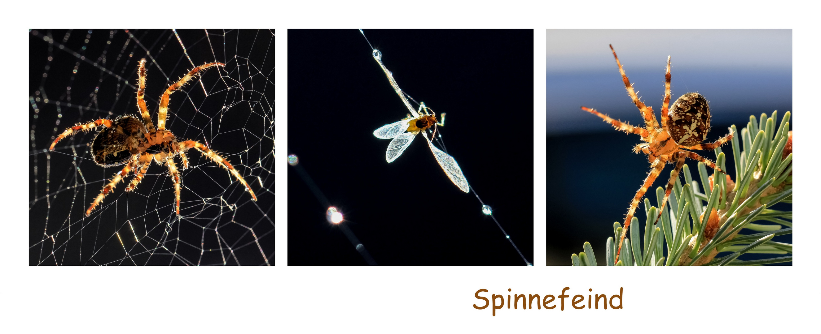 Spinnefeind Foto & Bild | art, spezial, outdoor Bilder auf fotocommunity