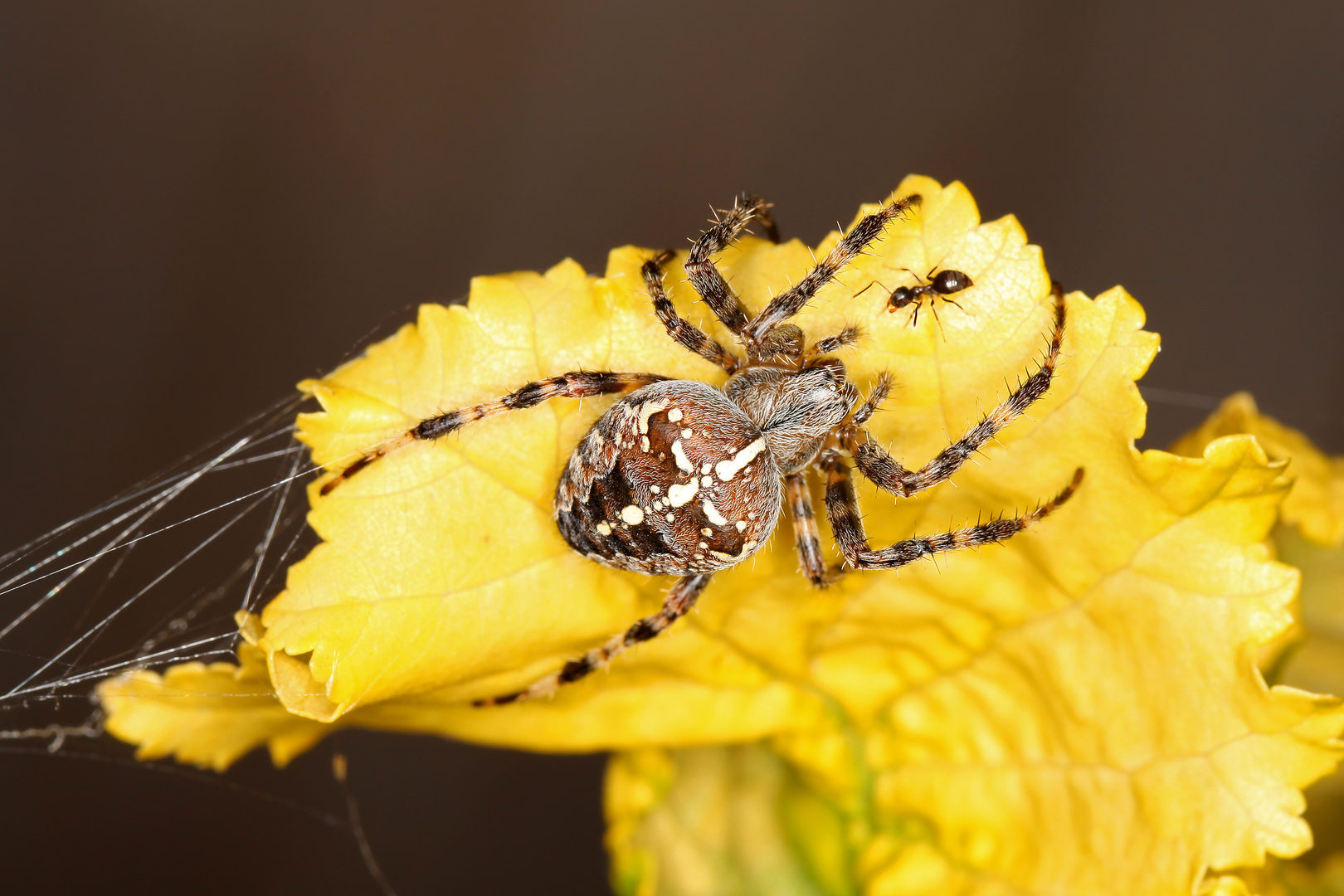 Spinnefeind ..... Foto & Bild | tiere, wildlife, spinnen Bilder auf fotocommunity