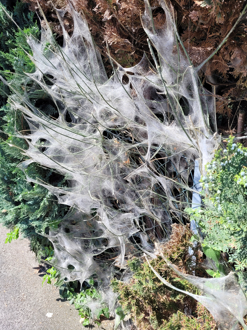 Spinnen Foto & Bild | tiere, wildlife, spinnen Bilder auf fotocommunity