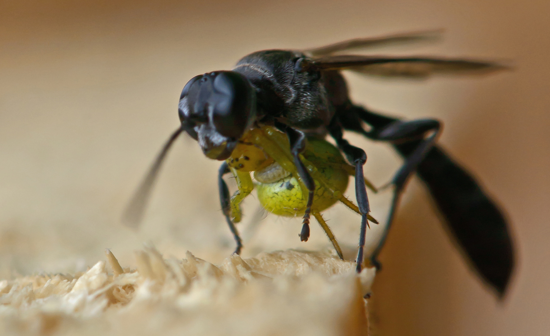 Spinnen-Grabwespe (Trypoxylon figulus), Kürbisspinne ...