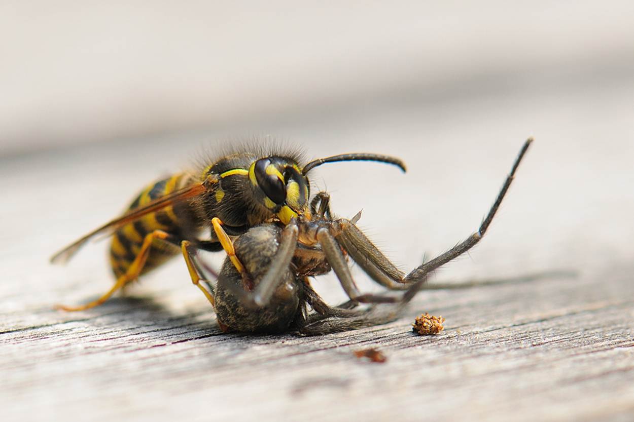 Spinnenfeind Foto & Bild | tiere, wildlife, insekten Bilder auf ...