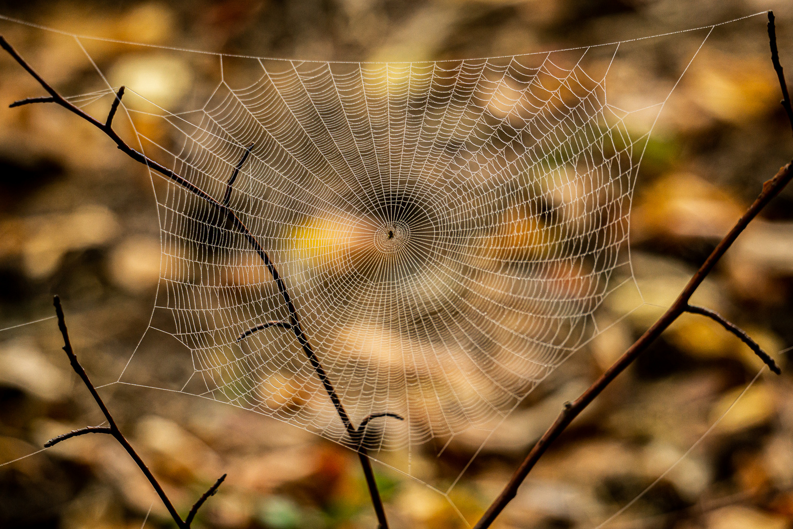Spinnennetz Foto & Bild | tiere, wildlife, natur Bilder auf fotocommunity