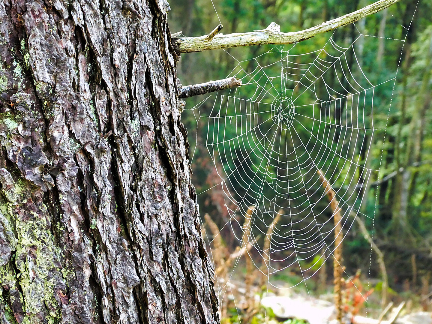 Spinnennetz Foto & Bild | tiere, wildlife, spinnen Bilder auf fotocommunity