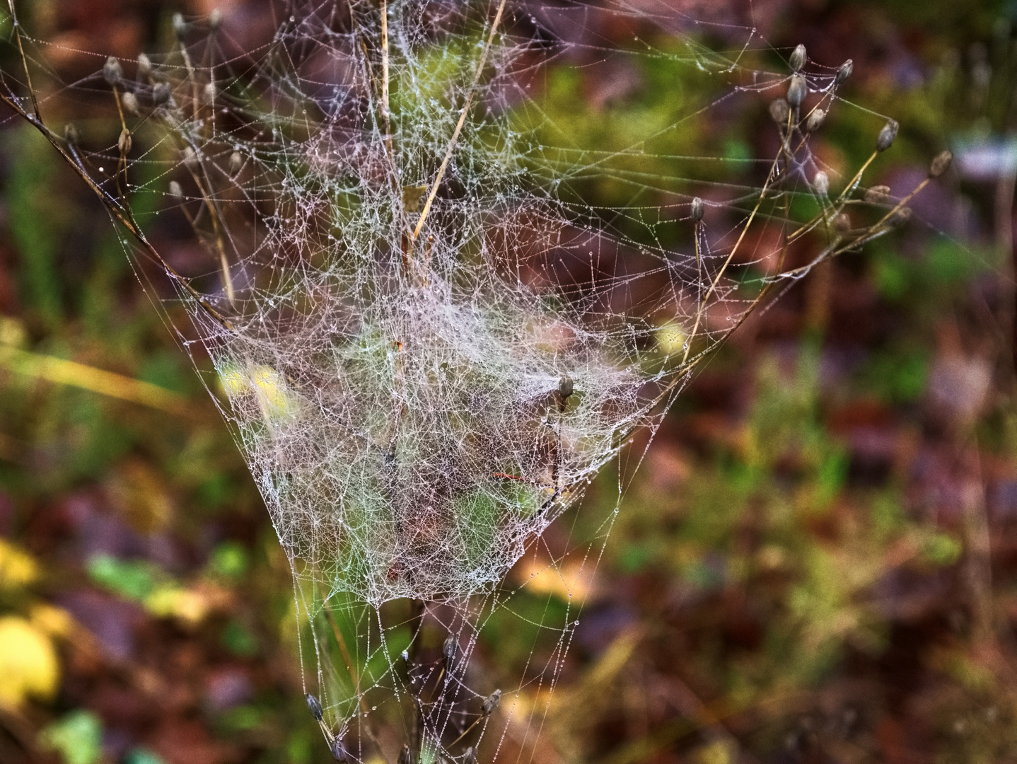 Spinnennetz Foto & Bild | tiere, wildlife, spinnen Bilder auf fotocommunity