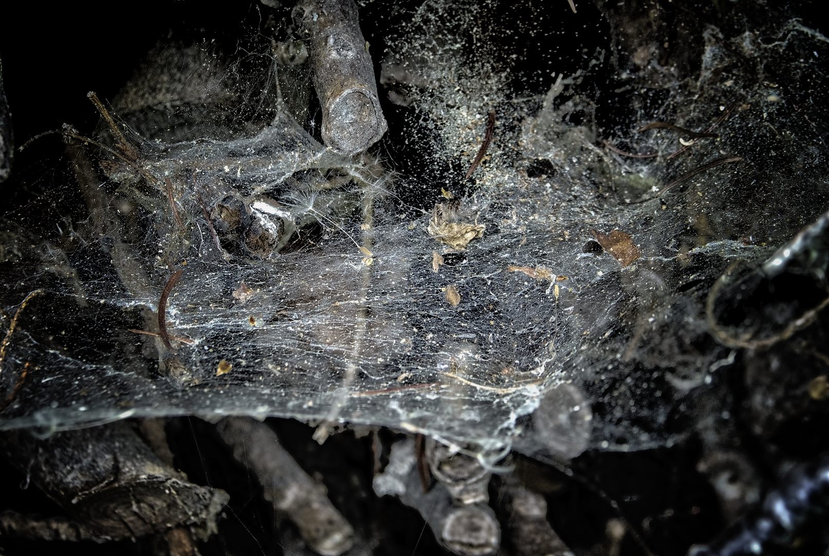 Spinnennetz Foto & Bild | tiere, wildlife, spinnen Bilder auf fotocommunity