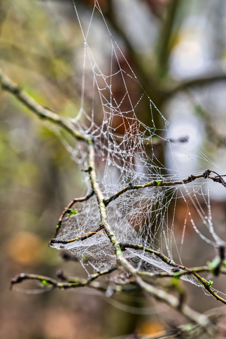 Spinnennetz Foto & Bild | fotos, wald, makro Bilder auf fotocommunity