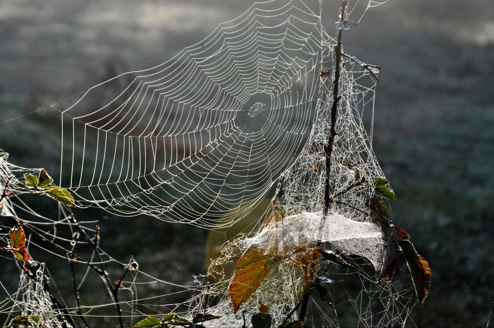 Spinnennetz Foto & Bild | Bilder auf fotocommunity