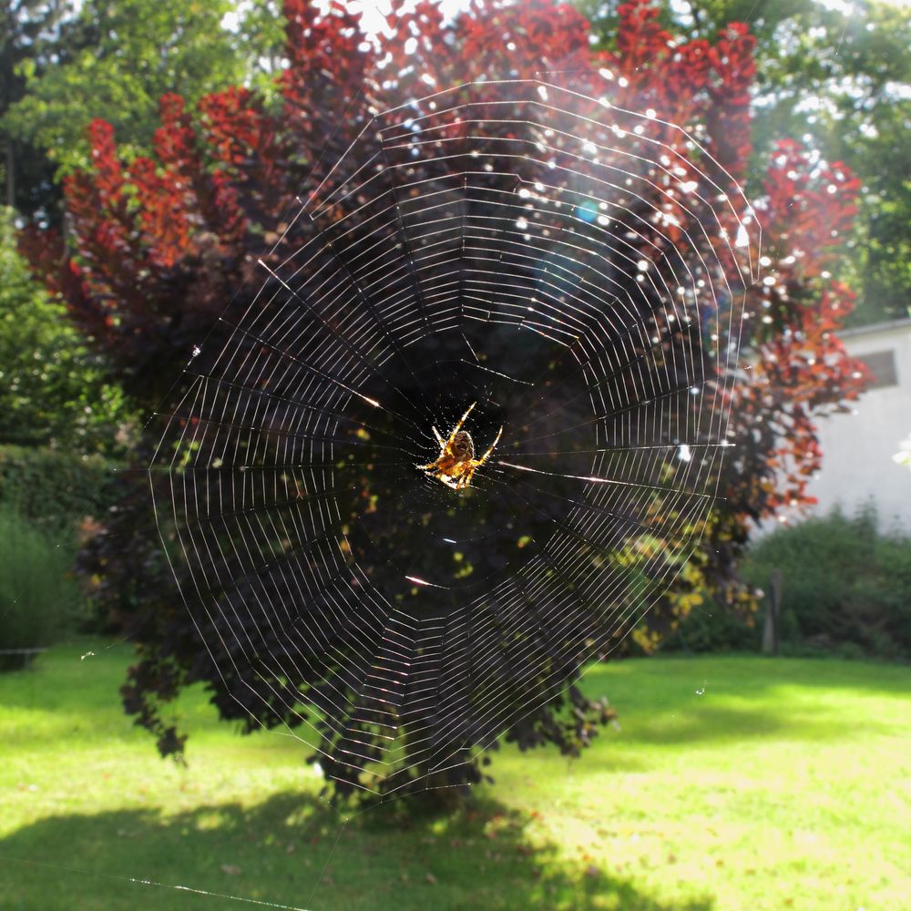 Spinnennetz Foto & Bild | tiere, wildlife, spinnen Bilder auf fotocommunity