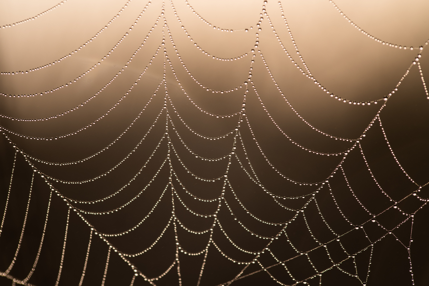 ___spinnennetz______________ Foto & Bild | tiere, wildlife, spinnen ...