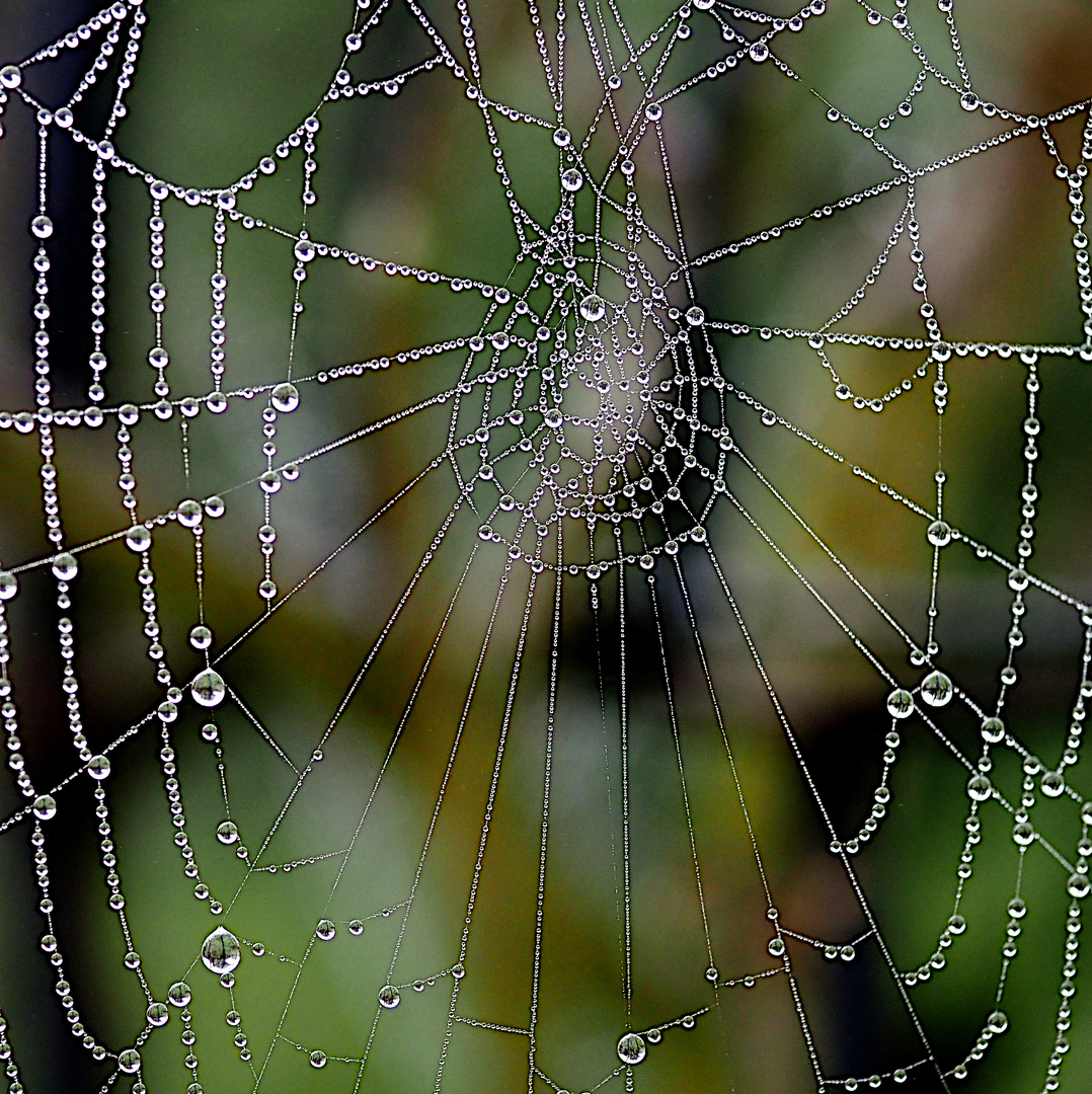 Spinnennetz Foto & Bild | jahreszeiten, herbst, fotos Bilder auf ...