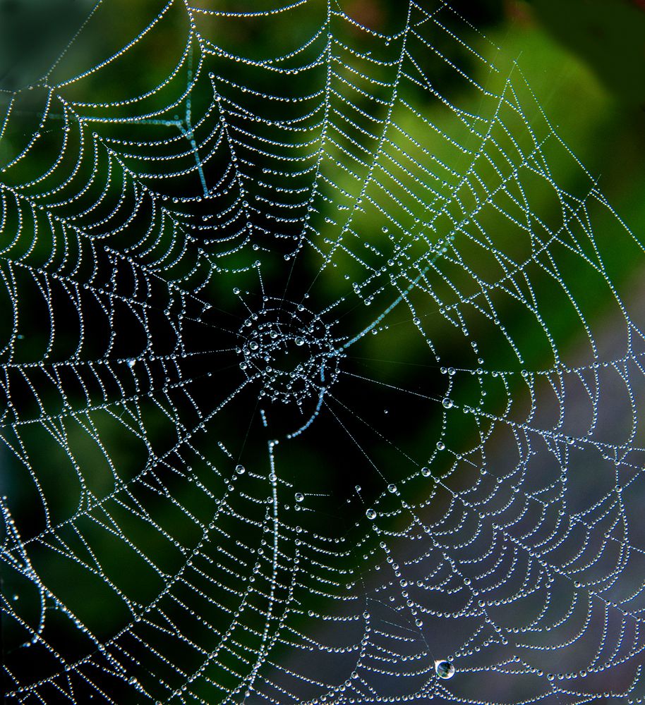 Spinnennetz Foto & Bild | natur, wildlife, spinnen Bilder auf fotocommunity