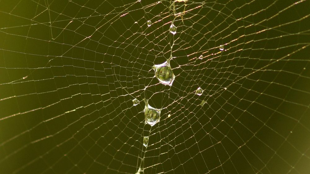 Spinnennetz Foto & Bild | spinnennetz Bilder auf fotocommunity