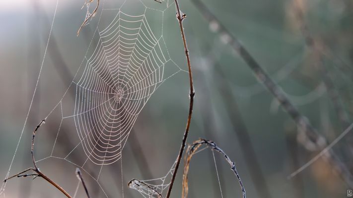 Spinnennetze Bilder & Fotos