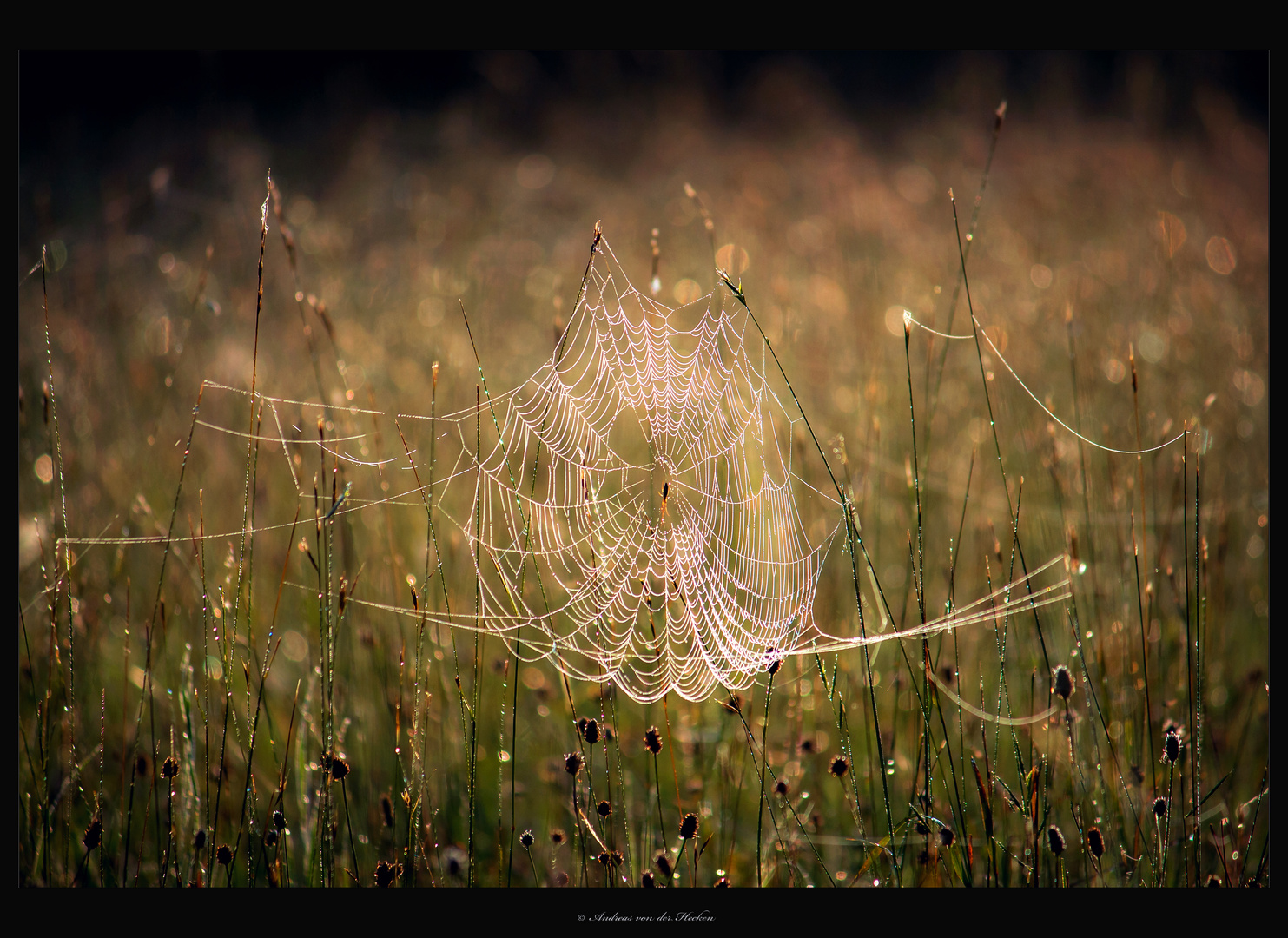 Spinnennetz Foto & Bild | tiere, wildlife, spinnen Bilder auf fotocommunity