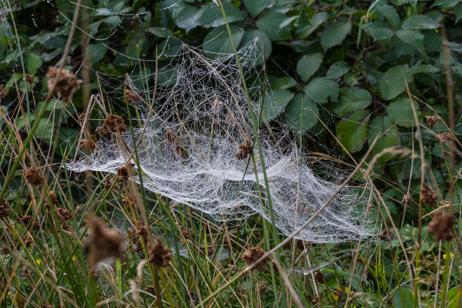 Spinnennetz Foto & Bild | world, wasser, natur Bilder auf fotocommunity