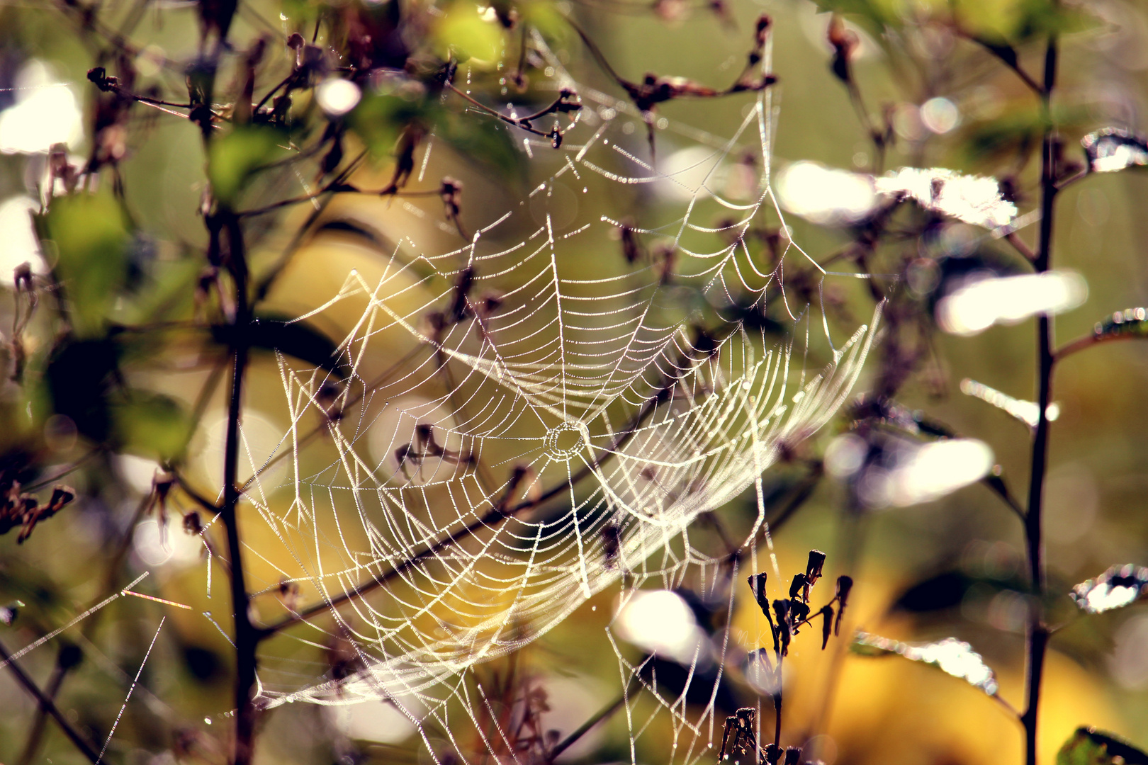 Spinnennetz Foto & Bild | tiere, wildlife, spinnen Bilder auf fotocommunity
