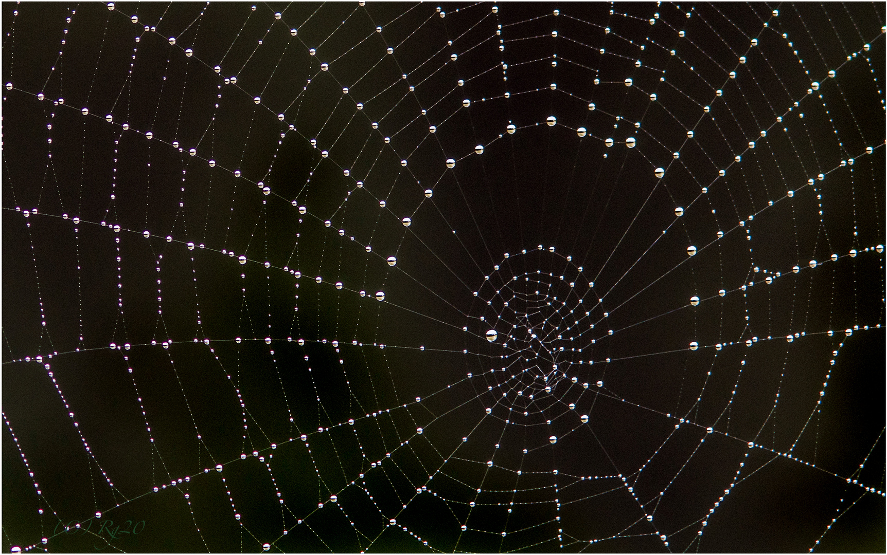 spinnen.netz Foto & Bild | spezial, natur, emotionen Bilder auf ...