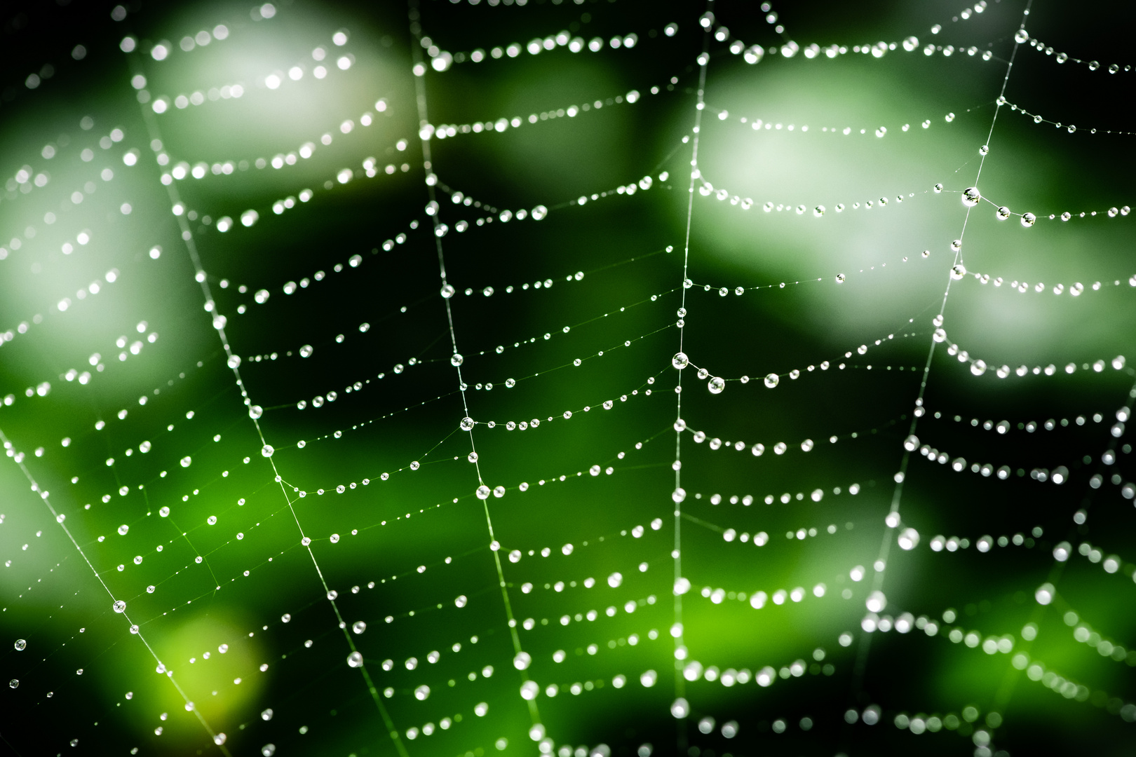 Spinnennetz Foto & Bild | tiere, wildlife, spinnen Bilder auf fotocommunity