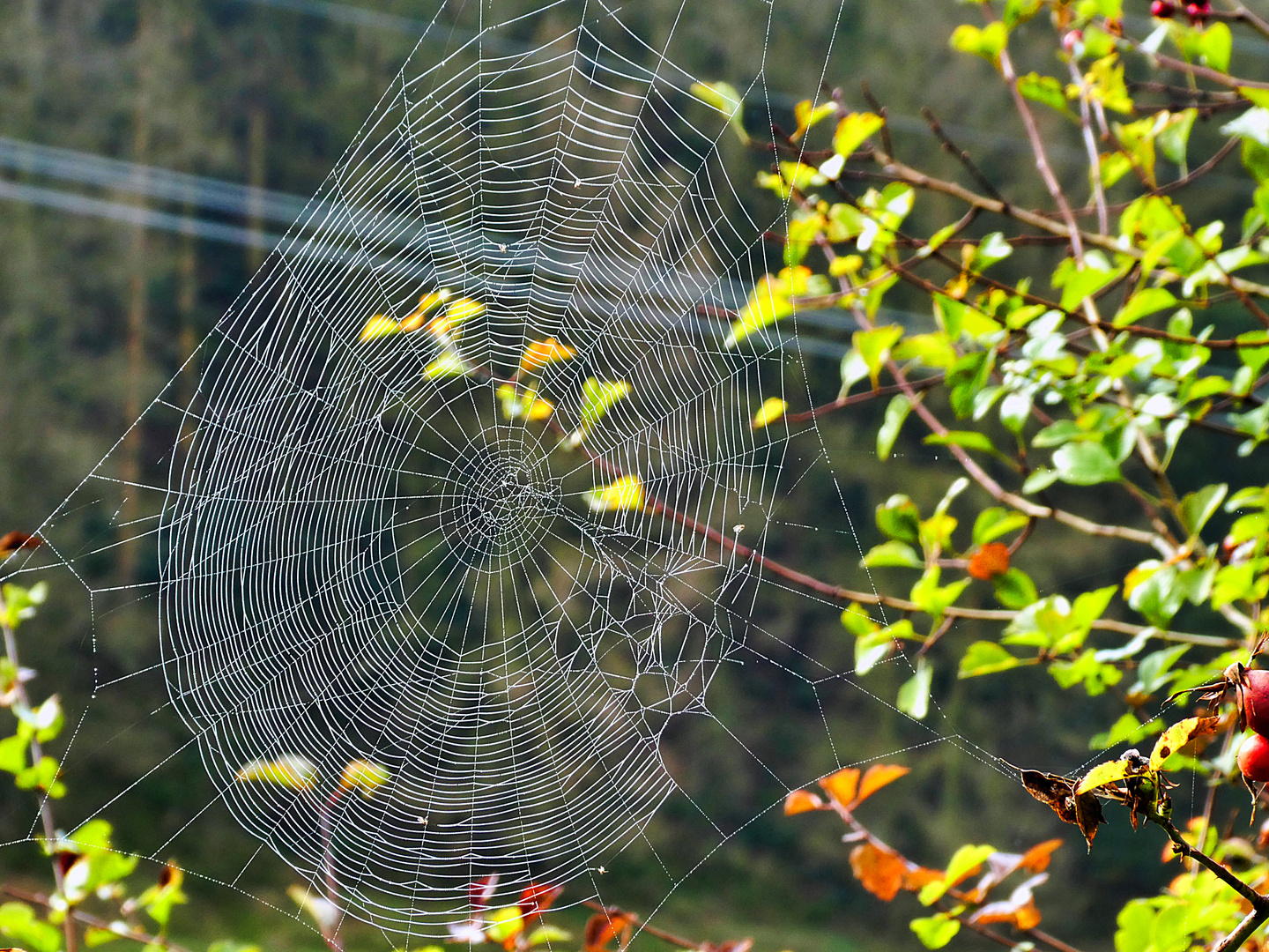 Spinnennetz Foto & Bild | tiere, wildlife, spinnen Bilder auf fotocommunity
