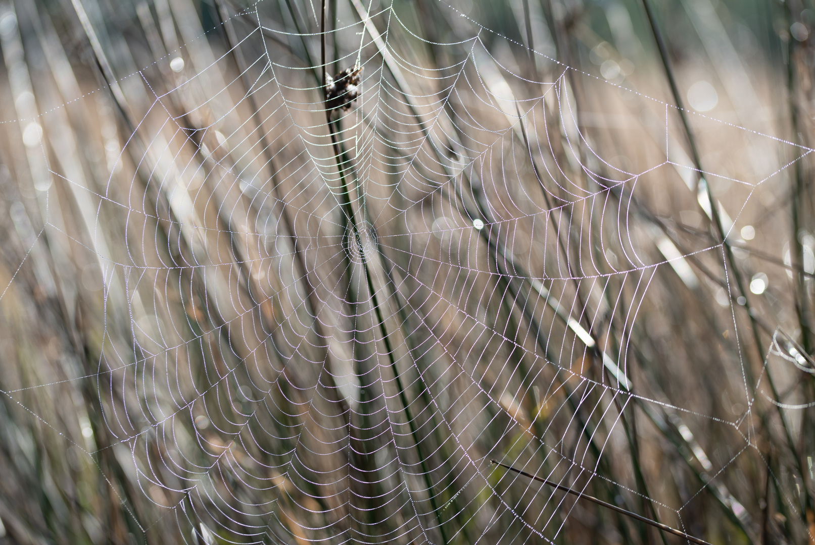 spinnennetz_______________ Foto & Bild | tiere, wildlife, spinnen ...