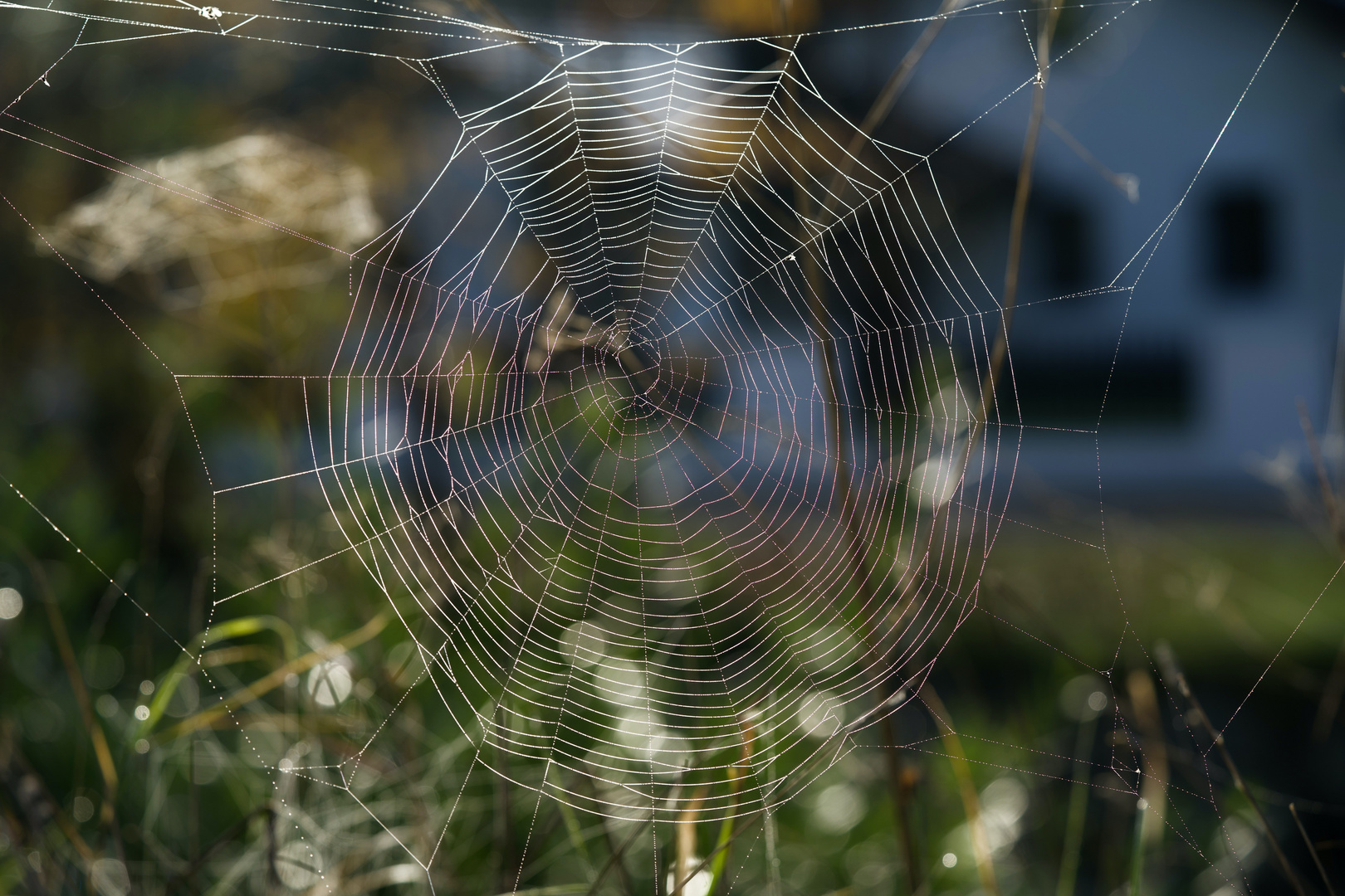 Spinnennetz Foto & Bild | tiere, jahreszeiten, herbst Bilder auf ...