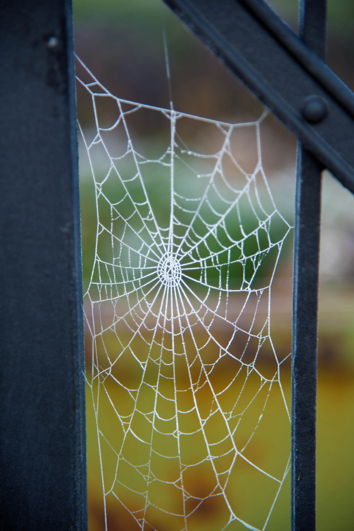 Spinnennetz Foto & Bild | fotos, spezial, natur Bilder auf fotocommunity