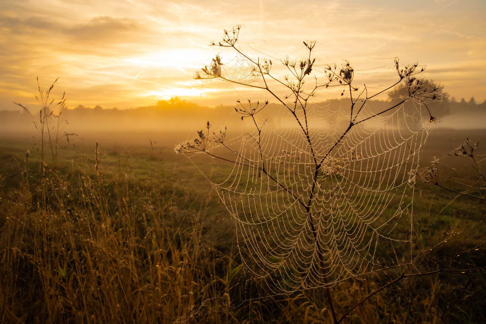 Spinnennetz HQ Foto & Bild | landschaft, fotos, sonnenaufgang Bilder ...