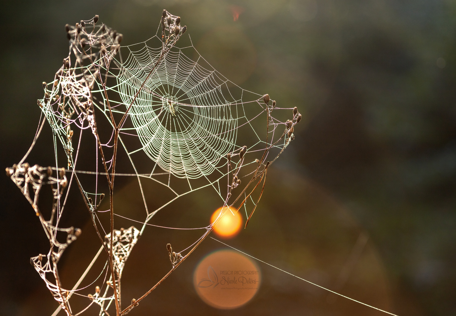 Spinnennetz im Gegenlicht Foto & Bild | tiere, wildlife, spinnen Bilder ...