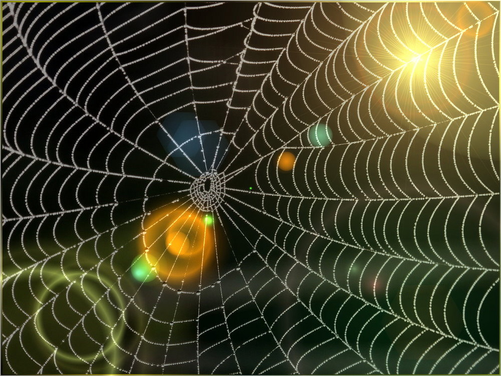 Spinnennetz im Morgentau Foto & Bild | tiere, wildlife, spinnen Bilder ...