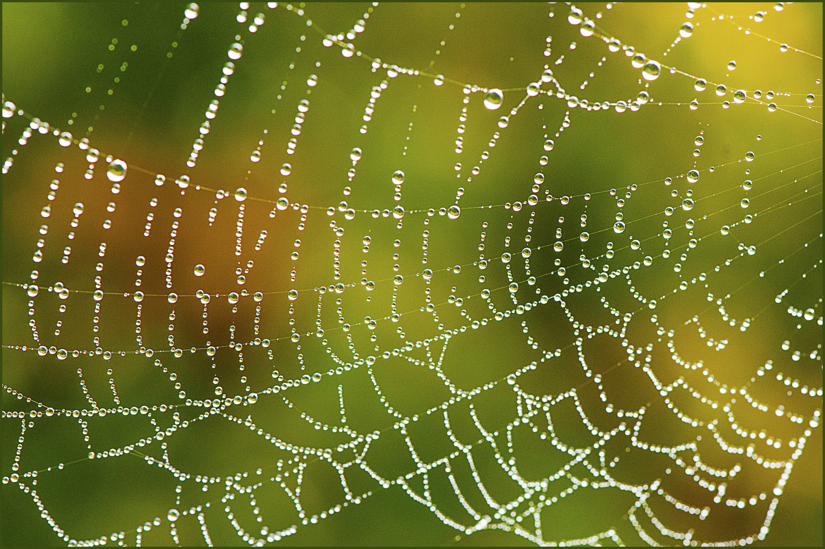 Spinnennetz im Morgentau Foto & Bild | natur, motive, spezial Bilder ...