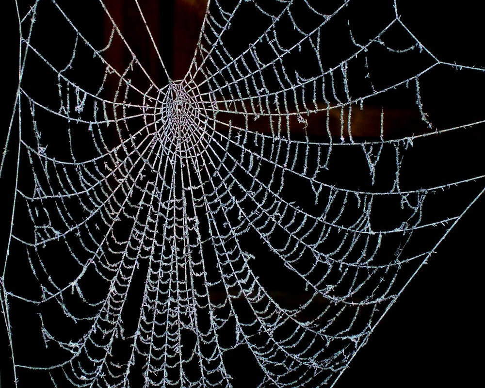 Spinnennetz im Raureif Foto & Bild | jahreszeiten, winter, natur Bilder ...