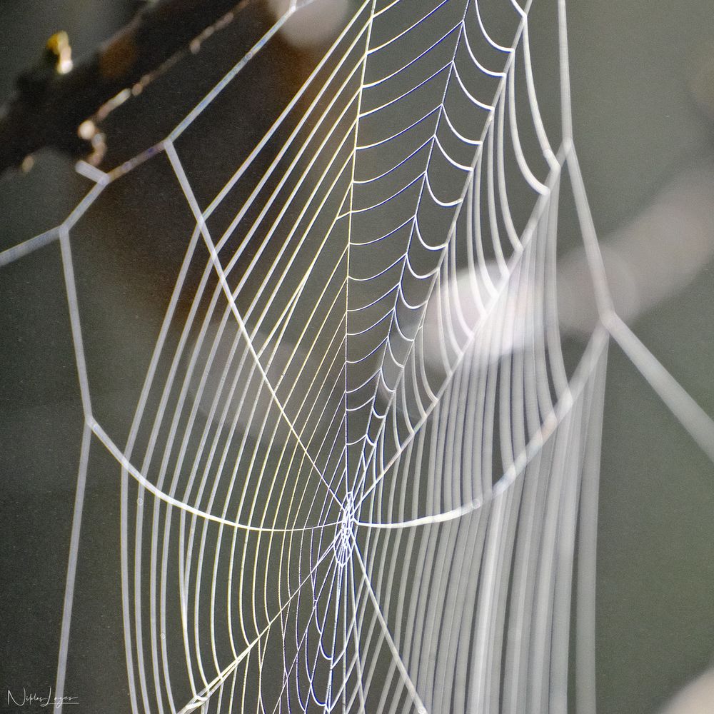 Spinnennetz im Tau Foto & Bild | tiere, wildlife, spinnen Bilder auf ...