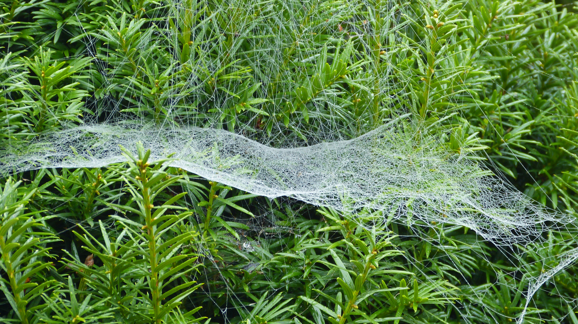 Spinnennetze Foto & Bild | tiere, wildlife, spinnen Bilder auf ...