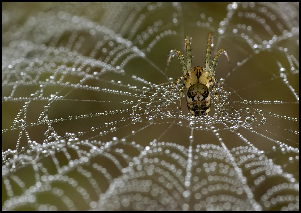 Spinnennetzperspektive (reload) Foto & Bild | tiere, wildlife, spinnen ...