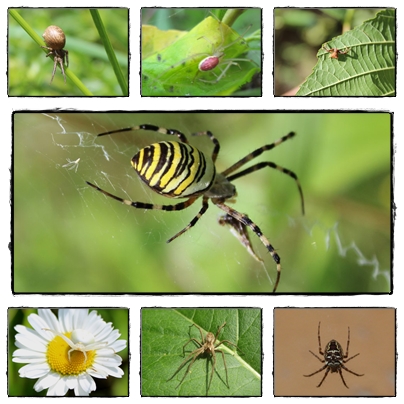 Spinnentiere Foto & Bild | natur, tiere, wildlife Bilder auf fotocommunity