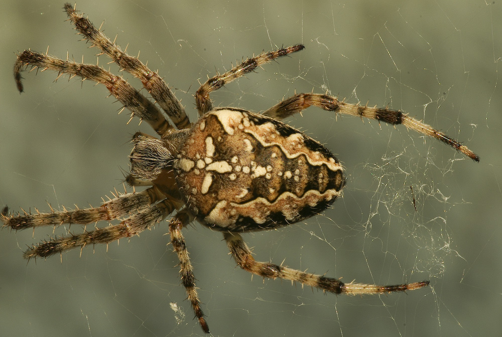 Spinnentiere Foto & Bild | tiere, wildlife, spinnen Bilder auf ...