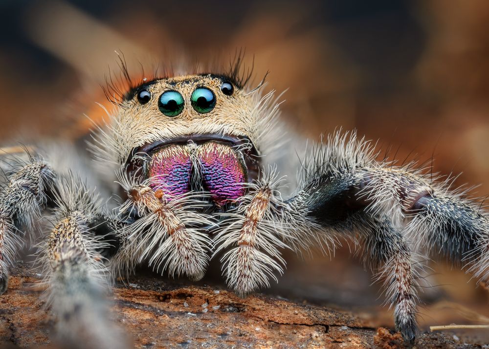 Spinni Foto & Bild | tiere, haustiere, terraristik Bilder auf fotocommunity