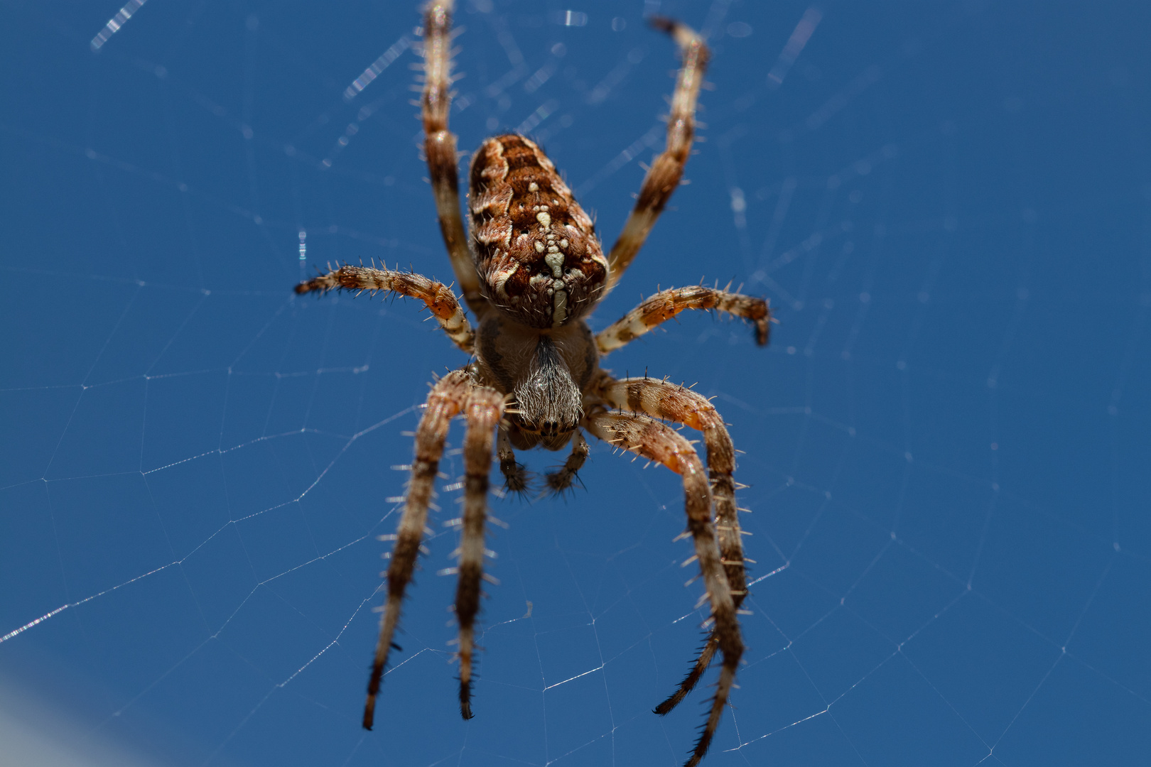 Spinnne-0009 Foto & Bild | tiere, tierdetails, makro Bilder auf ...