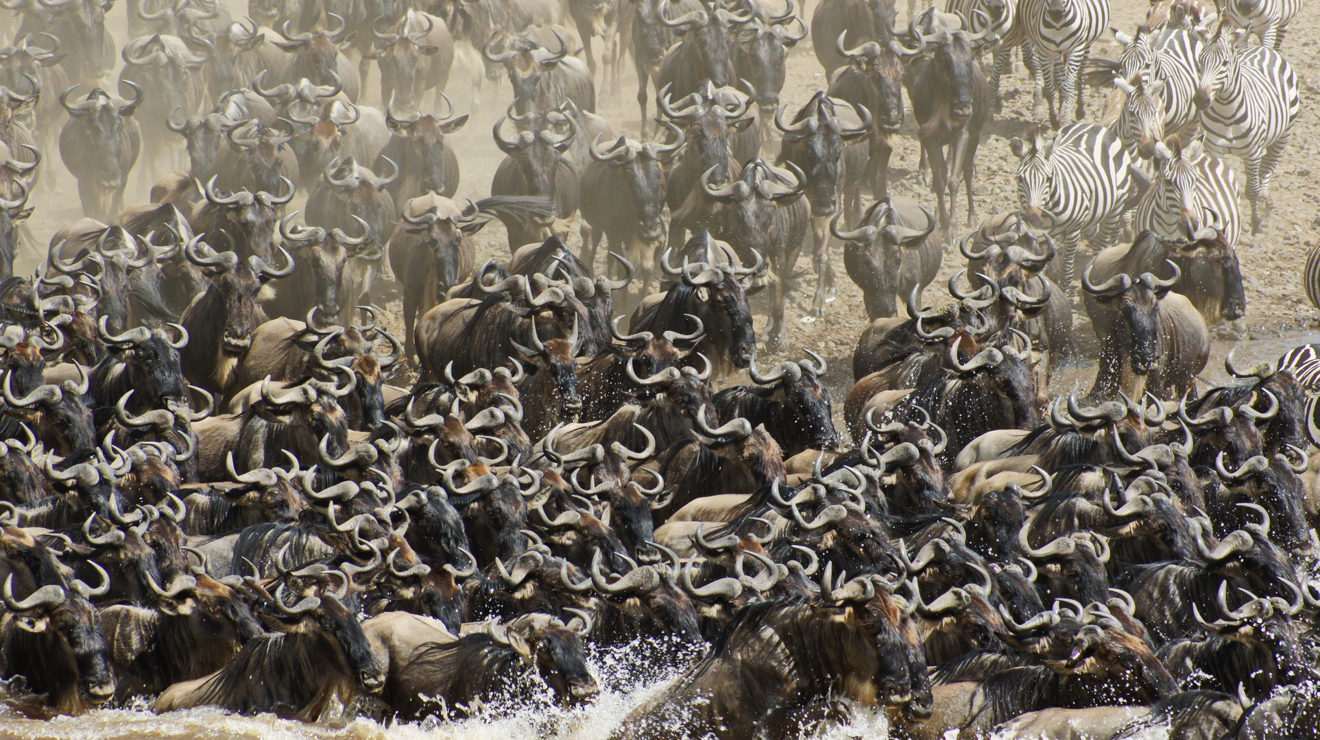 Spirit of Mara Foto & Bild | tiere, wildlife, wildlife: sonstige tiere ...