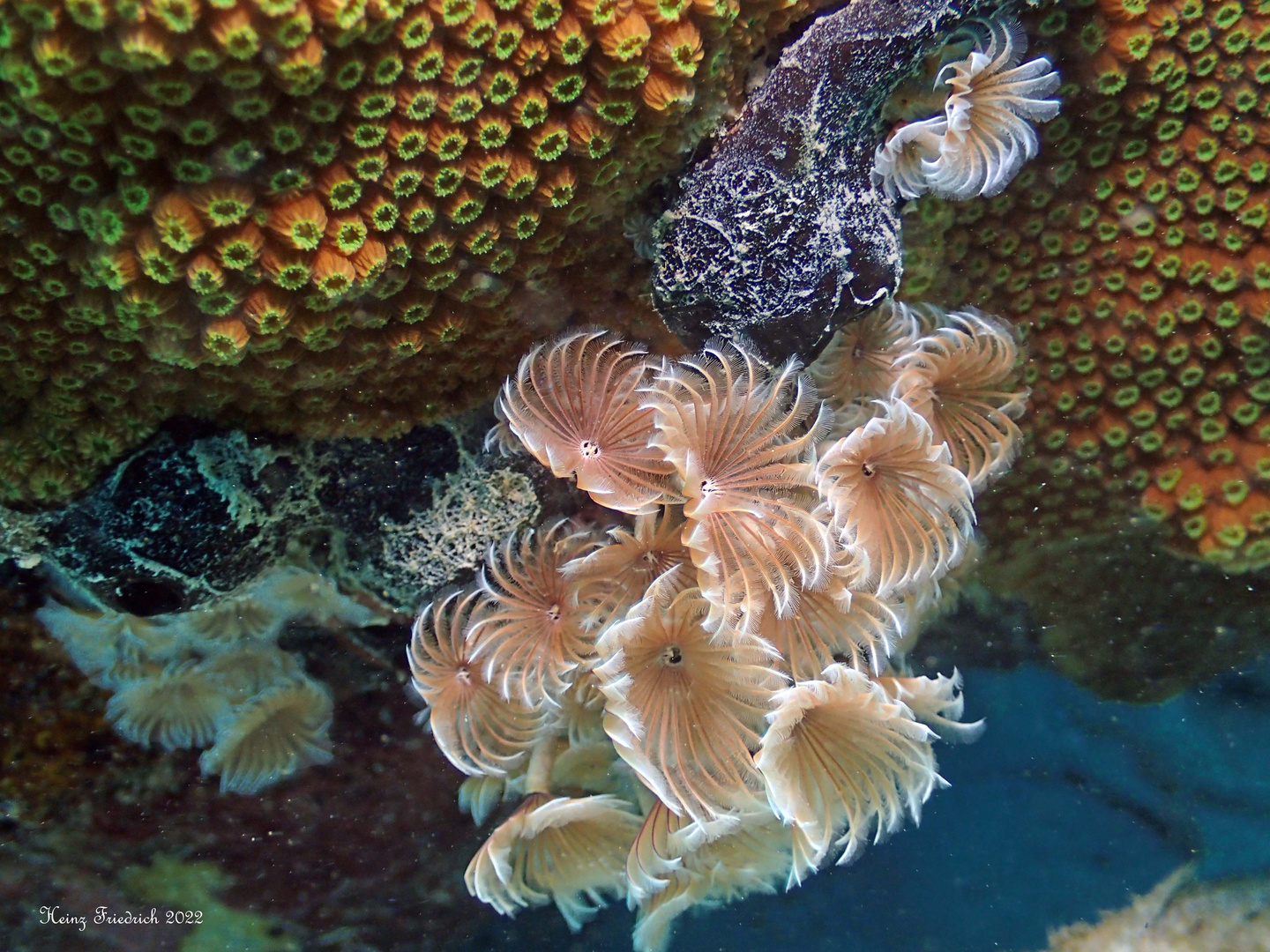 Spirobranchus Foto & Bild | tiere, wildlife, unterwasser Bilder auf ...