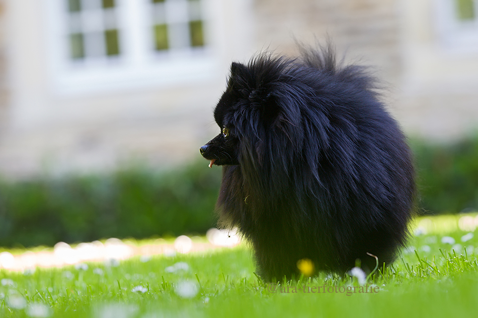 Spitz pass au! Foto & Bild | tiere, haustiere, hunde Bilder auf ...