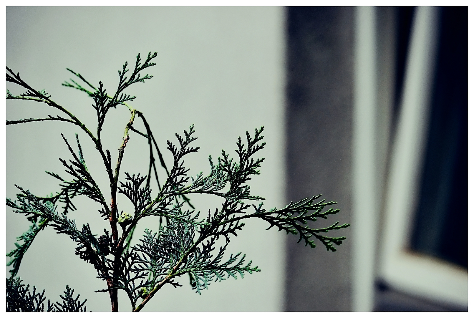 Spitze einer Konifere Foto & Bild | spezial, dokumentation, outdoor ...