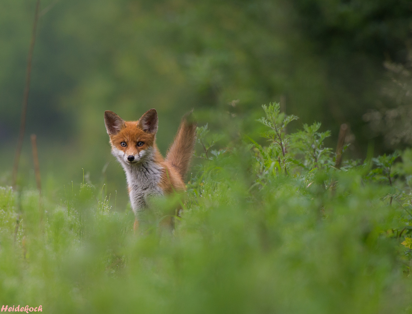 Spitze Ohren... Foto & Bild | tiere, wildlife, säugetiere Bilder auf ...