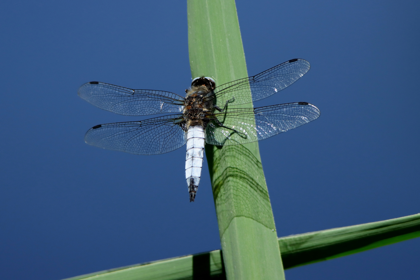 Spitzenfleck Libelle Foto & Bild | tiere, wildlife, libellen Bilder auf ...