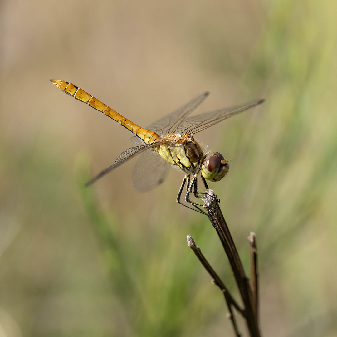 Spitzenplatz Foto & Bild | tiere, wildlife, libellen Bilder auf fotocommunity