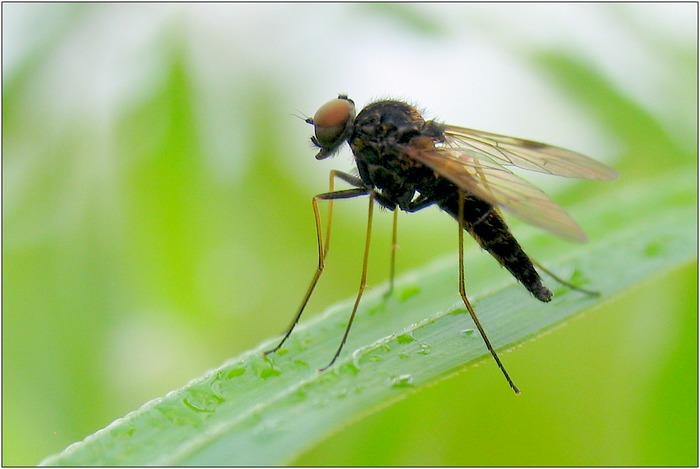 Spitzer Flieger Foto & Bild | tiere, wildlife, insekten Bilder auf ...